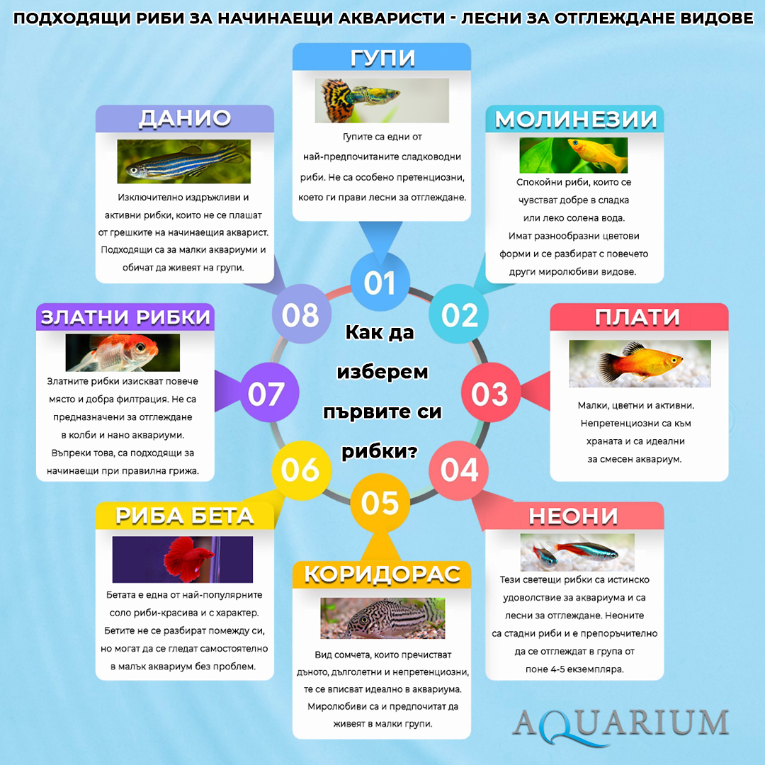 Подходящи риби за начинаещи акваристи – лесни за отглеждане видове - TV7